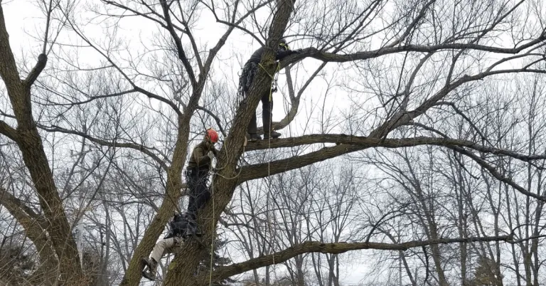 Multi-Stem Calculator