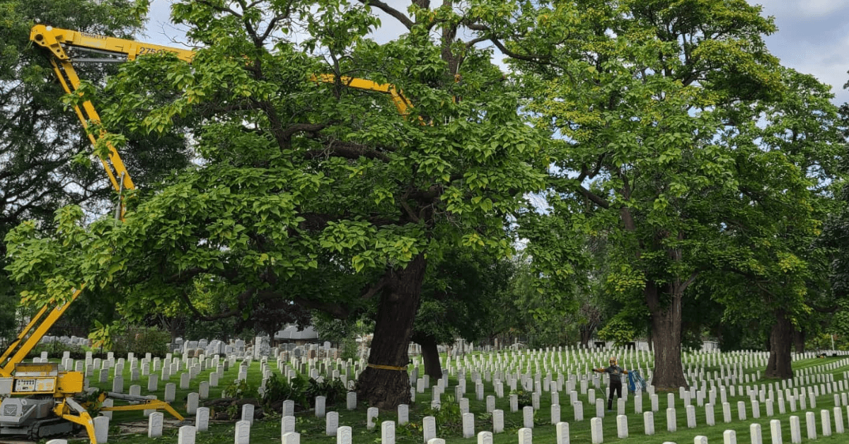 Tree Trimming & Pruning | Crawford Tree & Landscape
